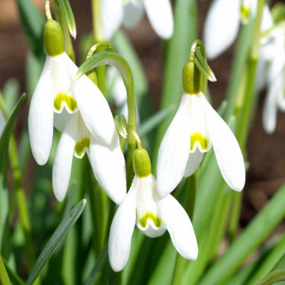 Marshalls Garden Common Snowdrop (Galanthus nivalis) Bulbs in the Green ...
