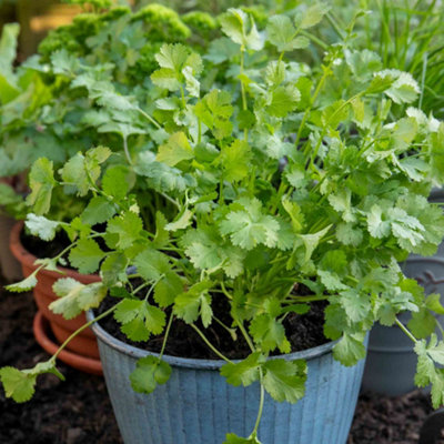 Marshalls Garden Coriander Plant - Pack of 3 Plug Plants Coriandrum ...