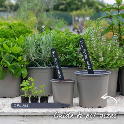 Marshalls Garden Coriander Plant - Pack of 3 Plug Plants Coriandrum ...