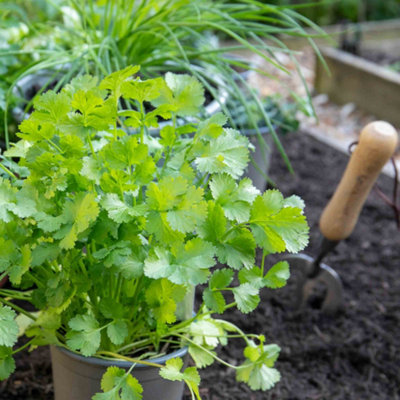 Marshalls Garden Coriander Plant - Pack of 3 Plug Plants Coriandrum ...