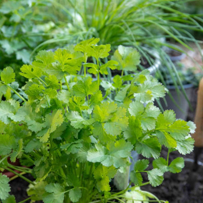 Marshalls Garden Coriander Plant - Pack of 3 Plug Plants Coriandrum ...