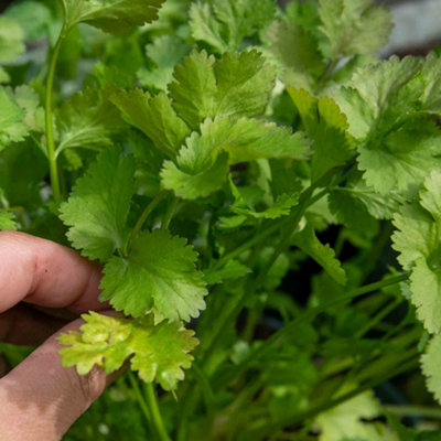 Marshalls Garden Coriander Seeds 'Calypso' Slow-to-Bolt Cut-and-Come ...