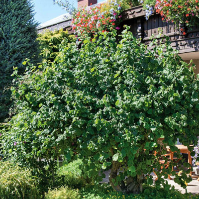 Marshalls Garden Corylus avellana 'Contorta' Corkscrew Hazel Shrub 3 ...
