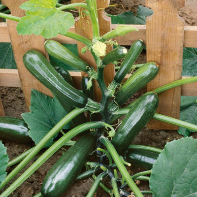 Marshalls Garden Courgette Seeds Black Forest F1 Climbing Variety, High ...