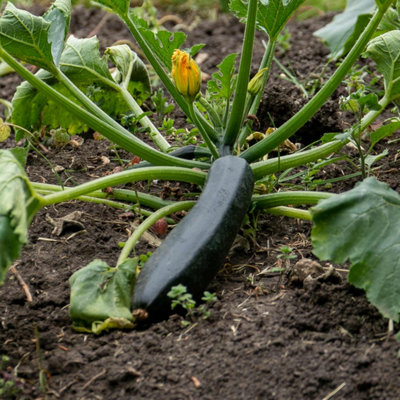 Marshalls Garden Courgette Seeds 'Firenze' - 12 seeds, fast-growing ...
