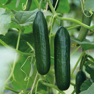Marshalls Garden Cucumber Seeds 'Mini' F1, Early Snack-Sized Variety, 6 ...