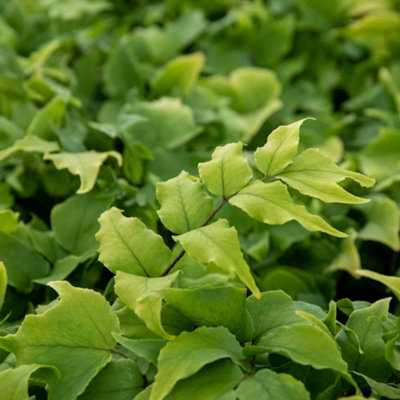 Marshalls Garden Cyrtomium fortunei Holly Fern - Compact, Hardy, Shade ...