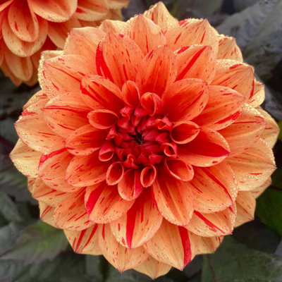 Marshalls Garden Dahlia 'Ellen Huston' - Dwarf RHS Awarded Variety with ...