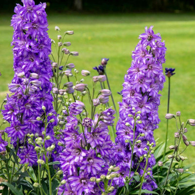Marshalls Garden Delphinium Delgenius Breezin Compact Purple Perennial ...