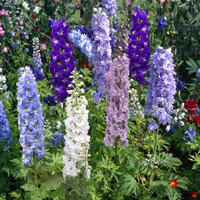 Marshalls Garden Delphinium 'Magic Fountain Mix' - Dwarf Hardy ...