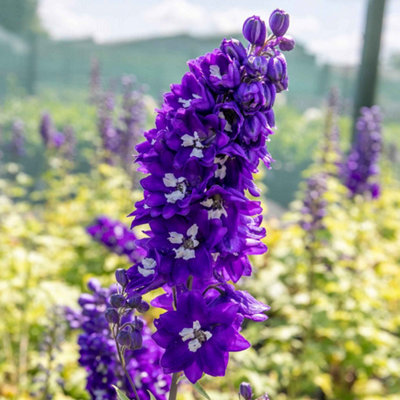 Marshalls Garden Delphinium 'Magic Fountain Mix' - Dwarf Hardy ...