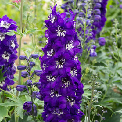 Marshalls Garden Delphinium 'Magic Fountains Dark Blue White Bee' Hardy ...
