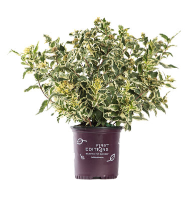 Marshalls Garden Diervilla sessilifolia 'Cool Splash'™ - Variegated ...