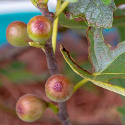 Marshalls Garden Dwarf Fig Tree 'Little Miss Figgy' (Ficus carica ...
