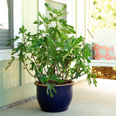 Marshalls Garden Dwarf Fig Tree 'Little Miss Figgy' (Ficus carica ...