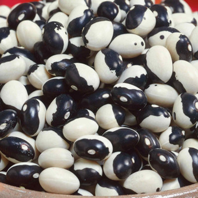 Marshalls Garden Dwarf French Bean Seeds Yin Yang - Compact High-Yield ...