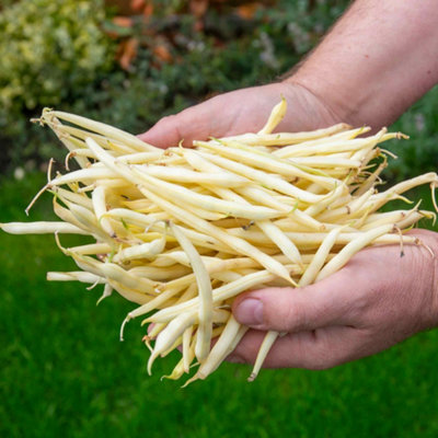 Marshalls Garden French Bean Seeds 'Dorado' Dwarf Golden Beans - 120 ...