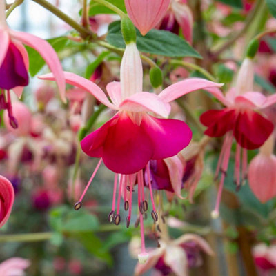 Marshalls Garden Fuchsia Paula Jane Standard - Award-winning long ...