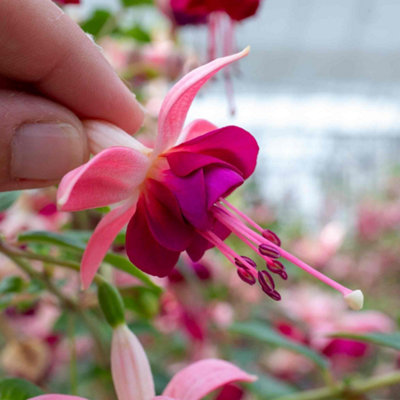 Marshalls Garden Fuchsia Paula Jane Standard - Award-winning long ...