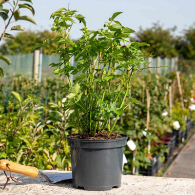 Marshalls Garden Funberry (Rubus illecebrosus) Strawberry-Raspberry ...