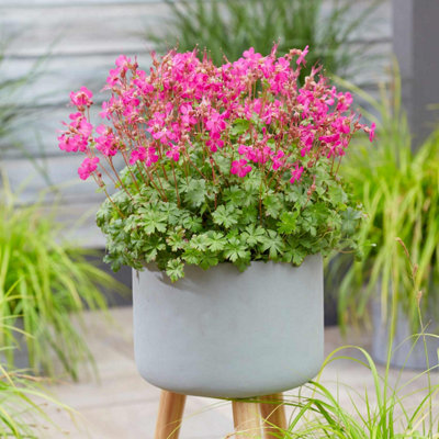 Marshalls Garden Geranium 'Intense' Neon-Pink Groundcover Perennial ...