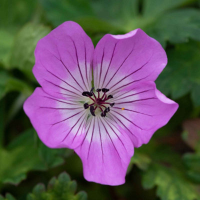 Marshalls Garden Geranium 'Kelly-Anne' - Hardy Long-Flowering Perennial ...