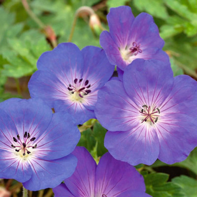 Marshalls Garden Geranium 'Rozanne' 9cn Plant Hardy Perennial RHS AGM