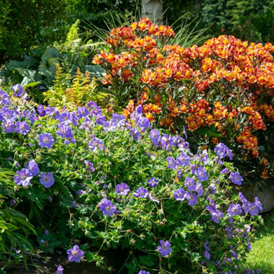 Marshalls Garden Geranium 'Rozanne' 9cn Plant Hardy Perennial RHS AGM