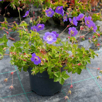 Marshalls Garden Geranium 'Rozanne' 9cn Plant Hardy Perennial RHS AGM