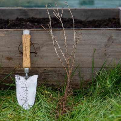 Marshalls Garden Gooseberry 'Hinnonmaki Yellow' - Disease-Resistant ...