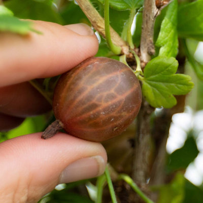 Marshalls Garden Gooseberry Standard Plant 'Hinnonmaki Red' 5 Litre Plant