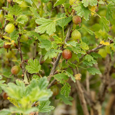 Marshalls Garden Gooseberry Standard Plant 'Hinnonmaki Red' 5 Litre Plant