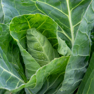 Marshalls Garden Greyhound F1 Cabbage Seeds 500 Pack Early-Maturing ...