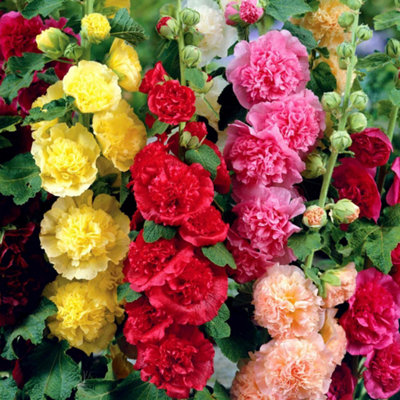 Marshalls Garden Hollyhock 'Chater's Double Mixed' Hardy, Pollinator ...