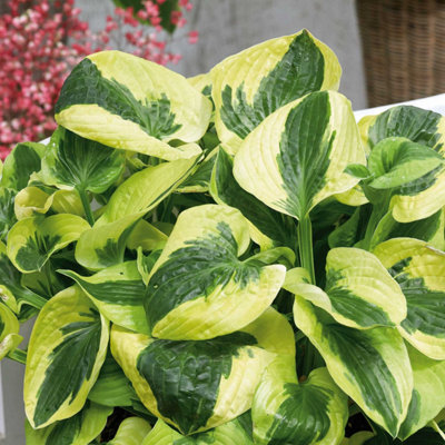Marshalls Garden Hosta Brim Cup Compact Shade-Loving Perennial with ...