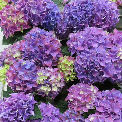 Marshalls Garden Hydrangea Blue Mophead 12cm plant, rich blue mophead ...