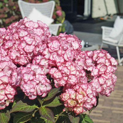 Marshalls Garden Hydrangea macrophylla Plant 'Miss Saori' 3 Litre Plant