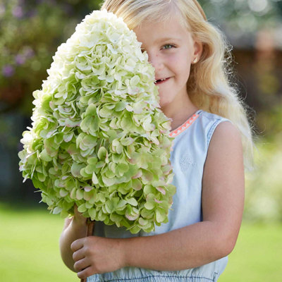 Marshalls Garden Hydrangea Plant 'Hercules' 3 Litre Plant