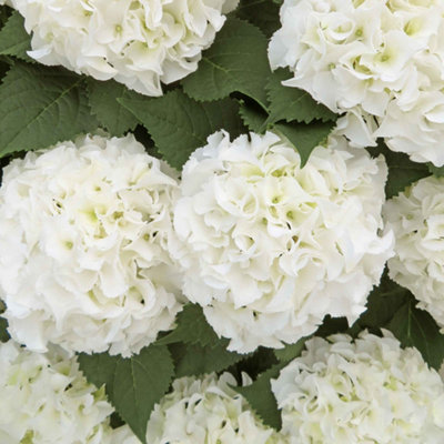 Marshalls Garden Hydrangea 'White Mophead' - pure white mophead shrub ...