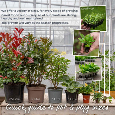 Marshalls Garden Imperata cylindrica 'Red Baron' red-tipped ornamental ...