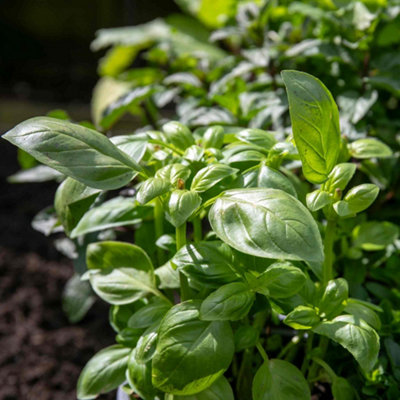 Marshalls Garden Italian Basil Seeds - 50 Pelleted Seeds, High-Yield ...