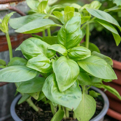 Marshalls Garden Italian Basil Seeds - 50 Pelleted Seeds, High-Yield ...