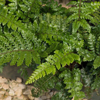 Marshalls Garden Japanese Lace Fern (Polystichum polyblepharum) Hardy ...