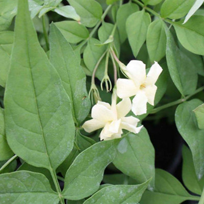 Marshalls Garden Jasmine 'Clotted Cream' Climbing Plant - Fragrant ...