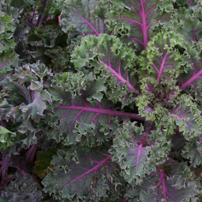 Marshalls Garden Kale Seeds 'Midnight Sun' - Ornamental red-tinted kale ...