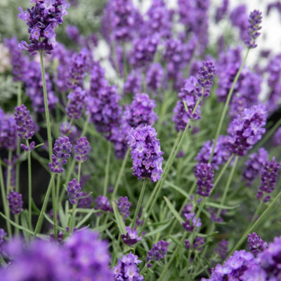 Marshalls Garden Lavender 'Hidcote Blue' Fragrant RHS AGM, Drought ...