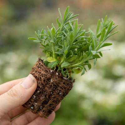 Marshalls Garden Lavender 'Hidcote Blue' Fragrant RHS AGM, Drought ...