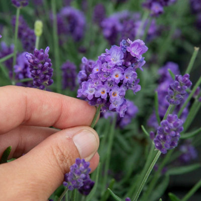 Marshalls Garden Lavender 'Hidcote' - Compact Fragrant Perennial for ...