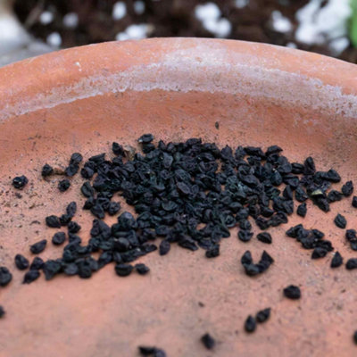 Marshalls Garden Leek Seeds 'Blauwegroene Winter Bandit' Hardy winter ...