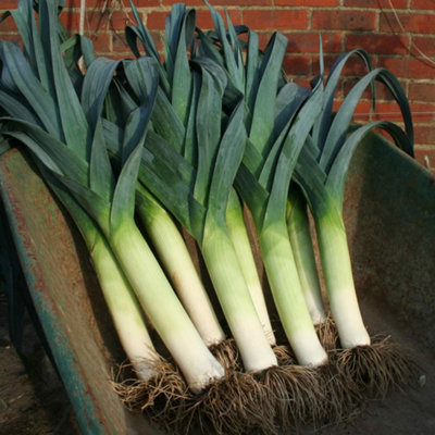 Marshalls Garden Leek Seeds Lancaster F1 (Approx. 50 Seeds) - Winter ...